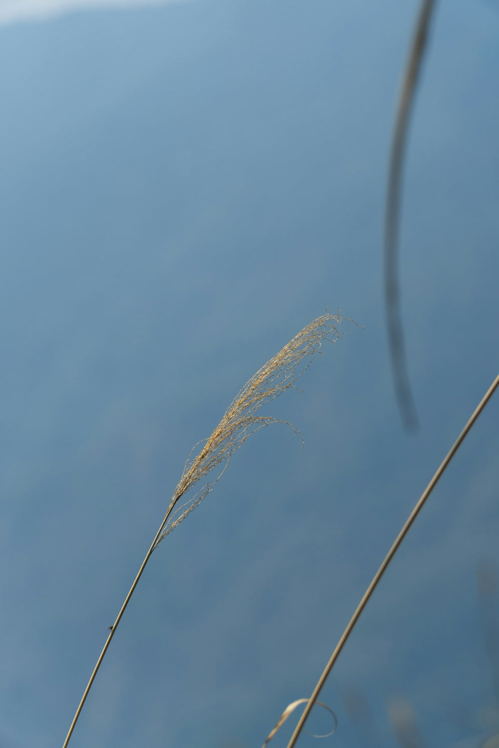 Understanding the Science Behind Your Reed Diffuser's Aroma – Fosse Living | Luxury Home Fragrances